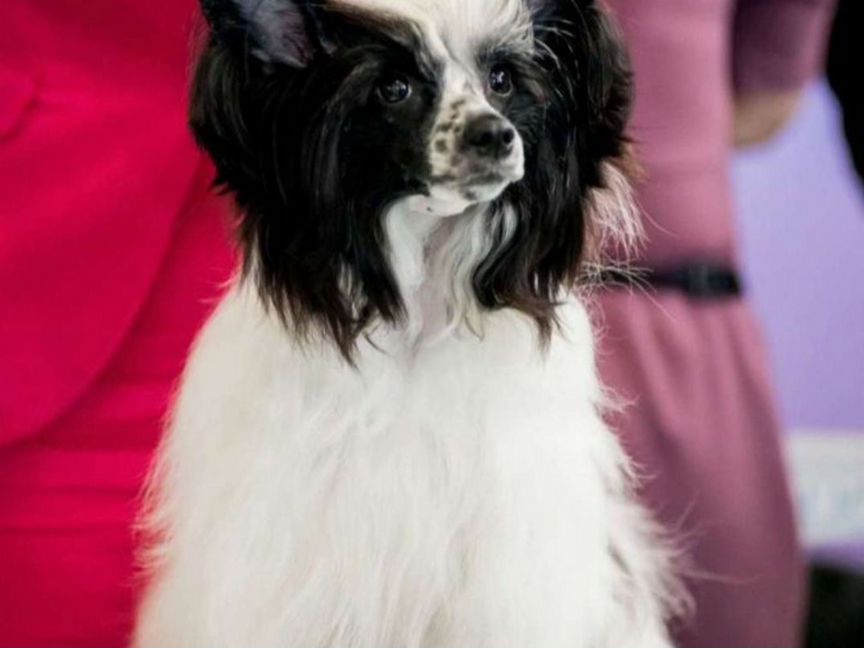 Китайская хохлатая