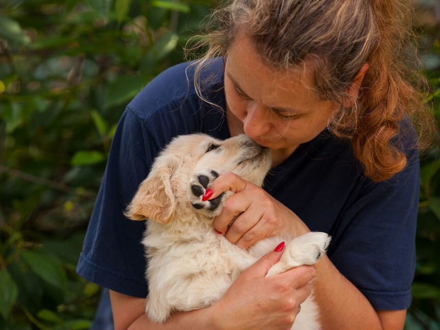 Щенки-кобели золотистого ретривера