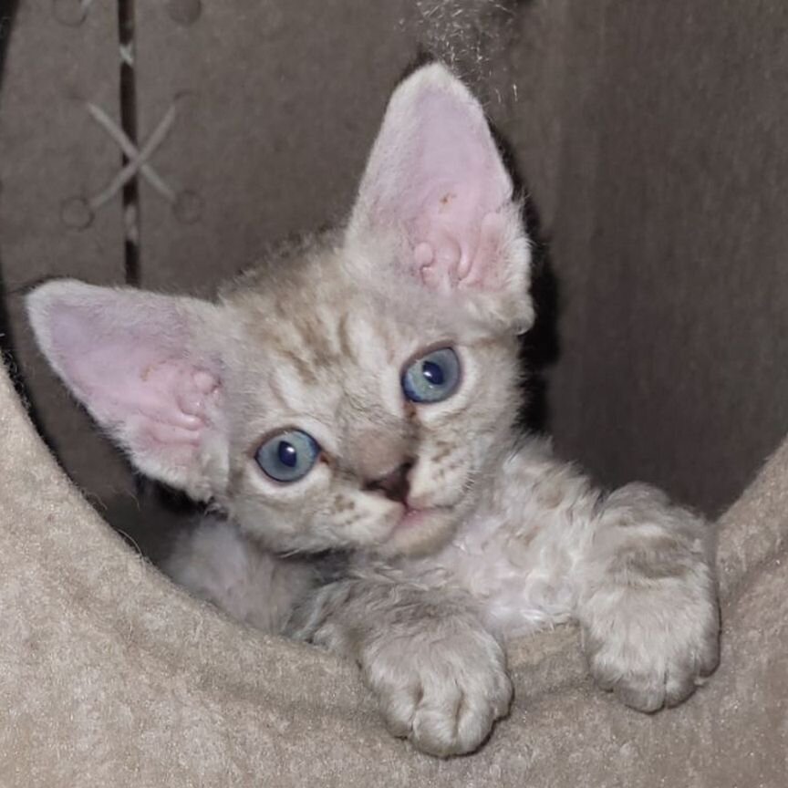 Девон-рекс котёнок