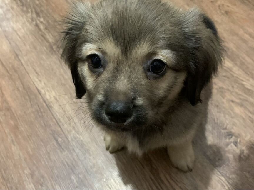 Собака в добрые руки отдам бесплатно пекинесы