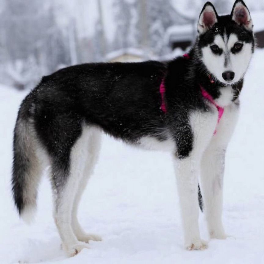 Сибирский хаски, щенок