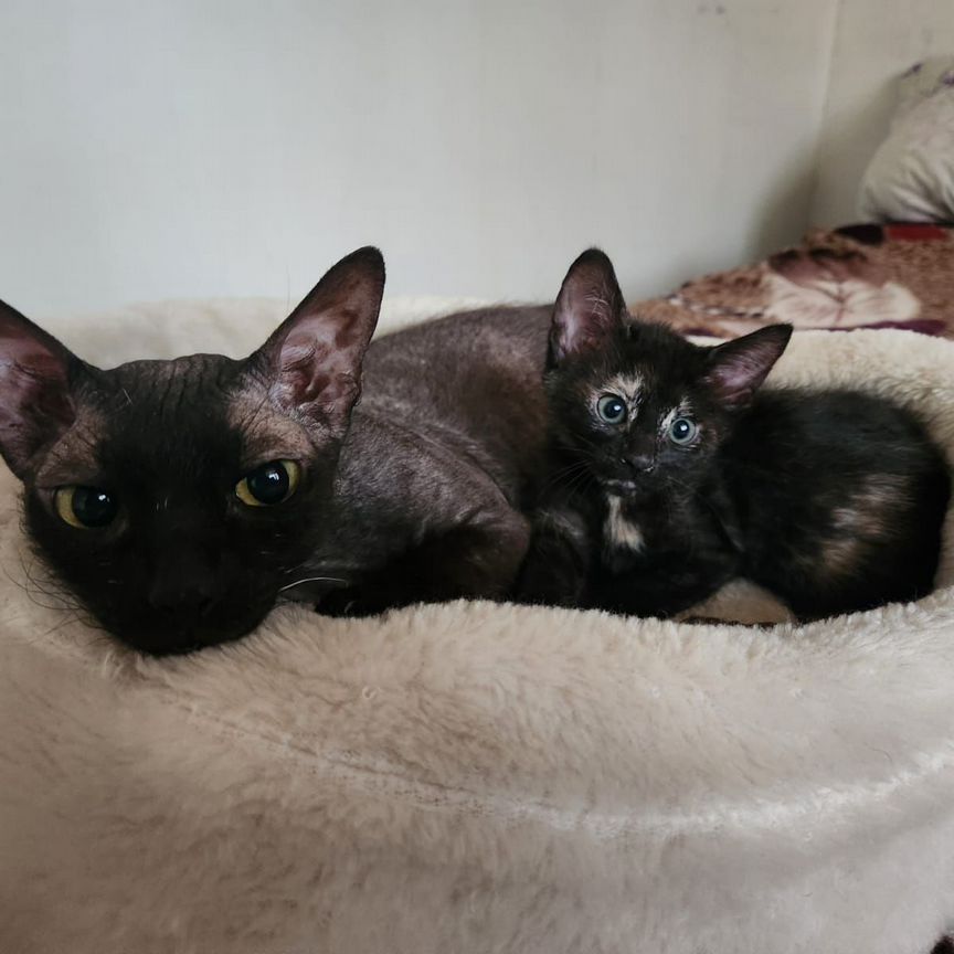 Донской сфинкс котёнок