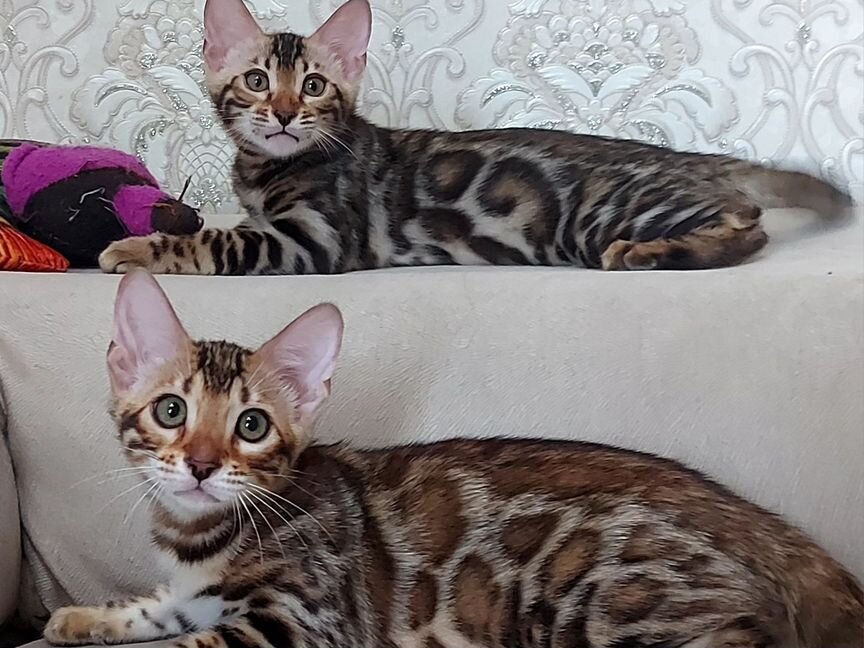 Бенгальская