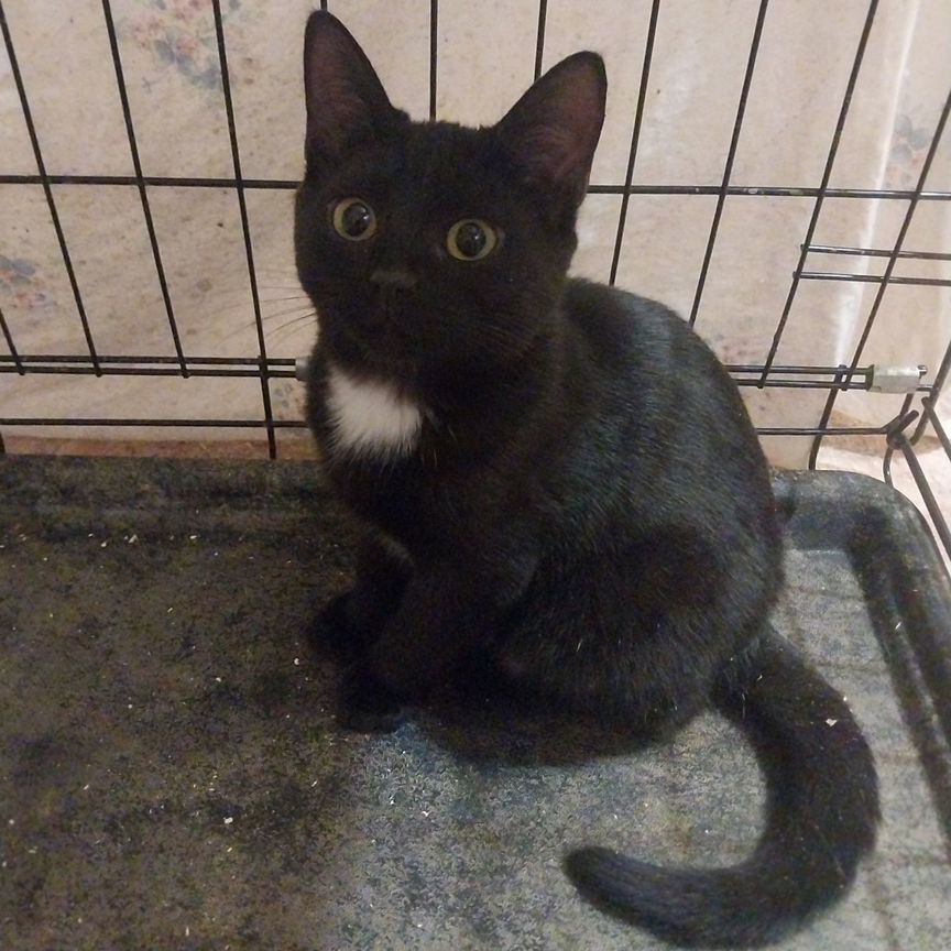 Красавица Ночка (3,5 месяца)