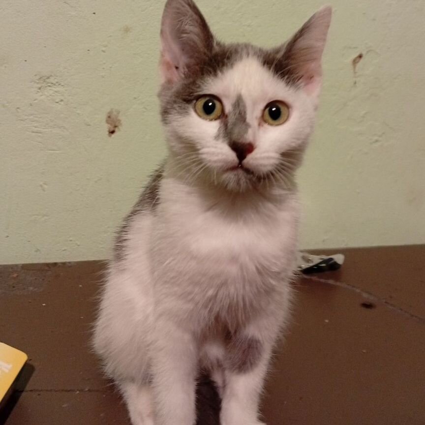 Котёнок от частного владельца