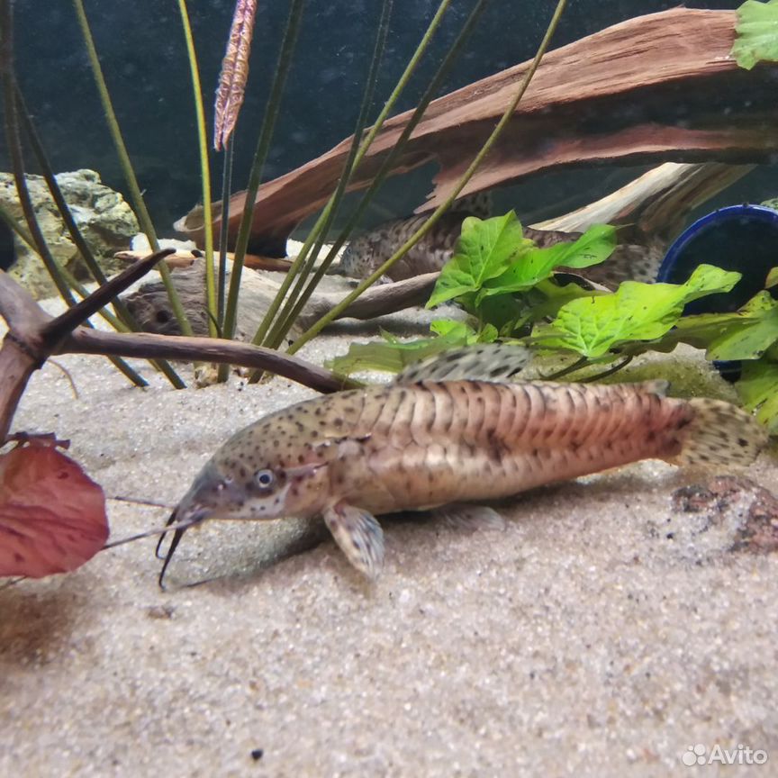 Таракатумы