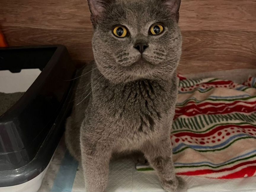 Котик молодой 11 мес. Британец
