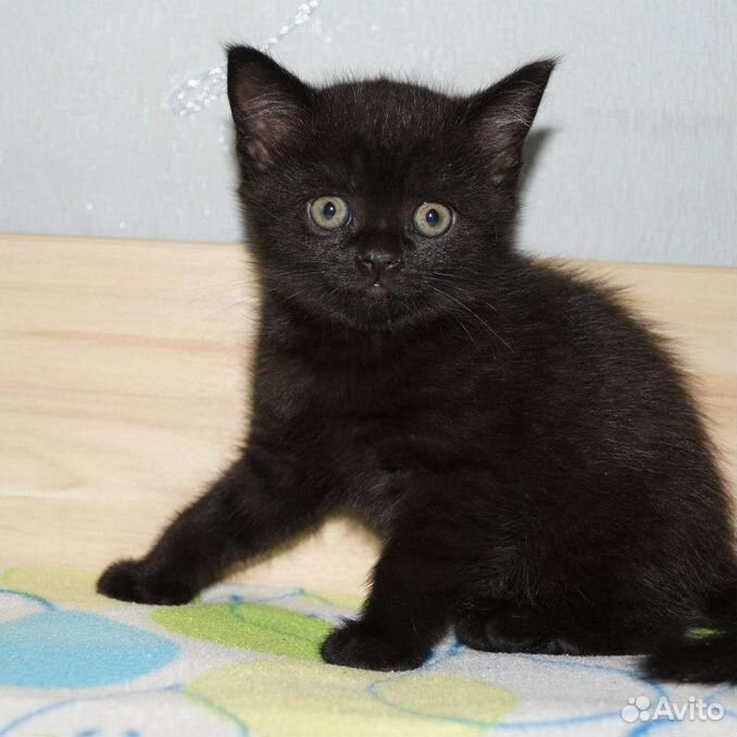 Чудо чудное