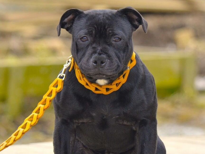 Стаффордширский бультерьер