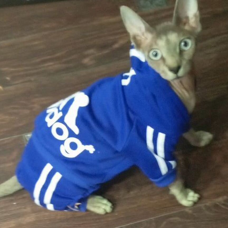 Спортивный костюм для собаки