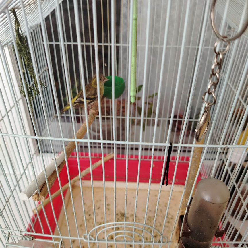 Птица, чижик