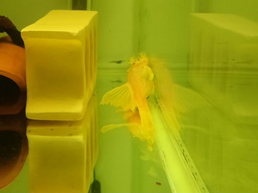 Анциструс вуалевый