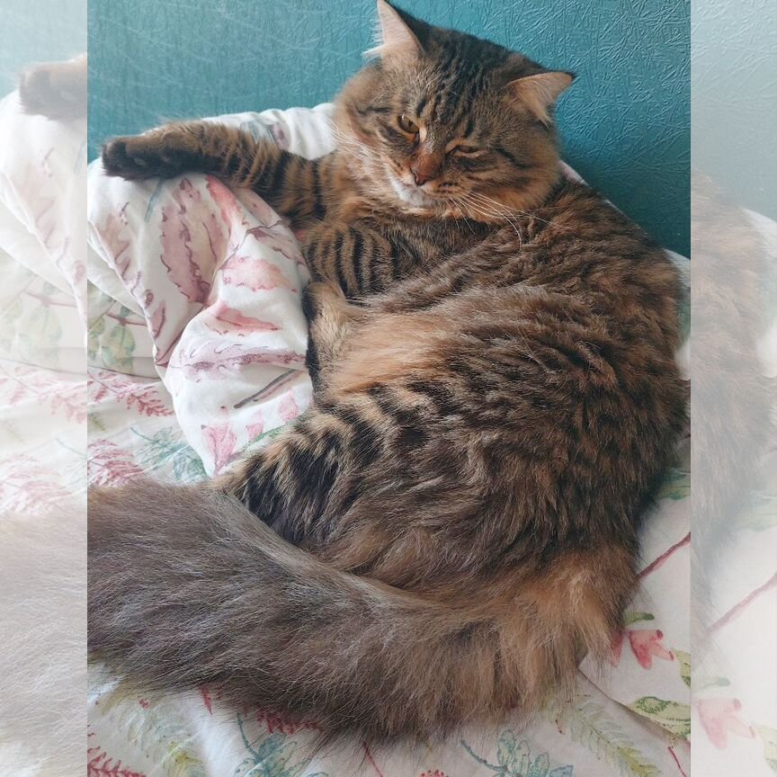 Котик на вязку