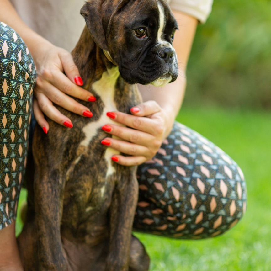 Боксер тигровая девочка