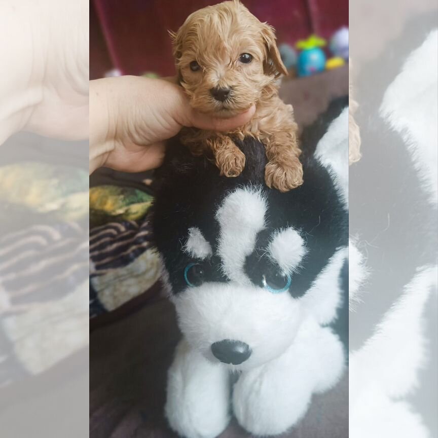 Щены мальтипуни