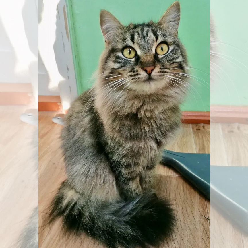 Сибирская, взрослая кошка