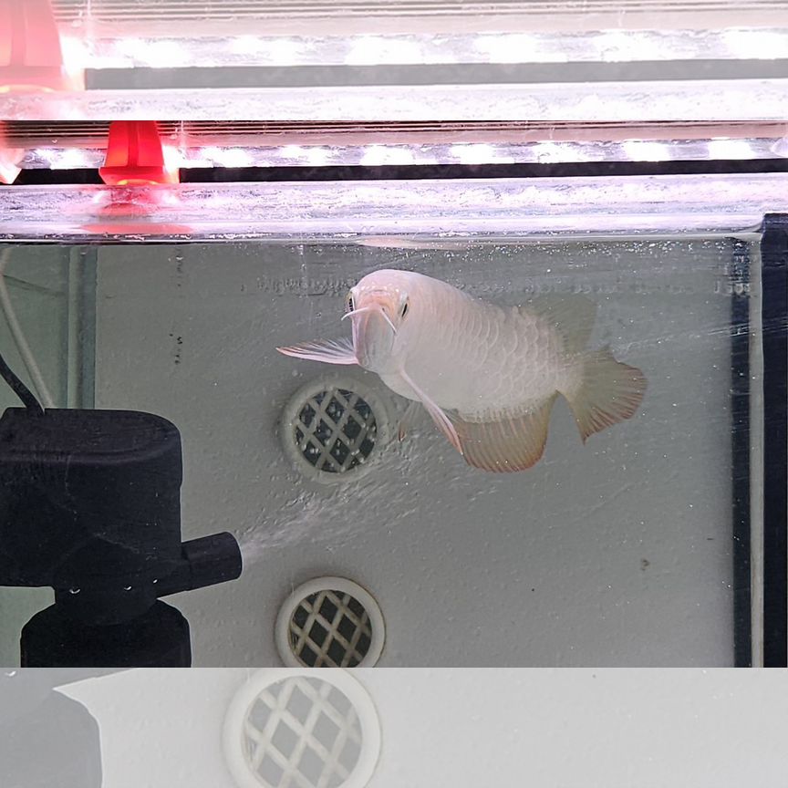 Арована Золотая 24к9999