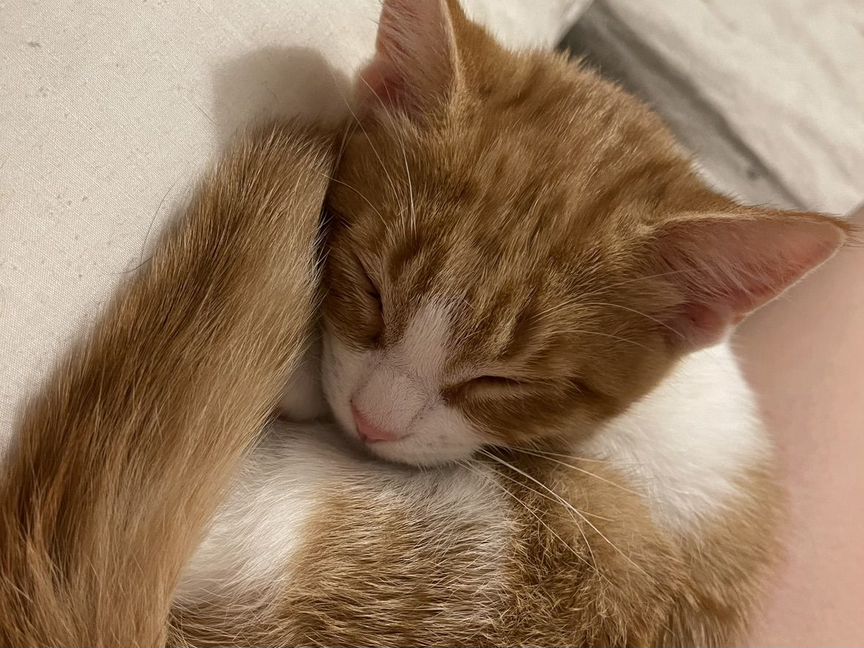 Котенок лисенок рыжий ласковый
