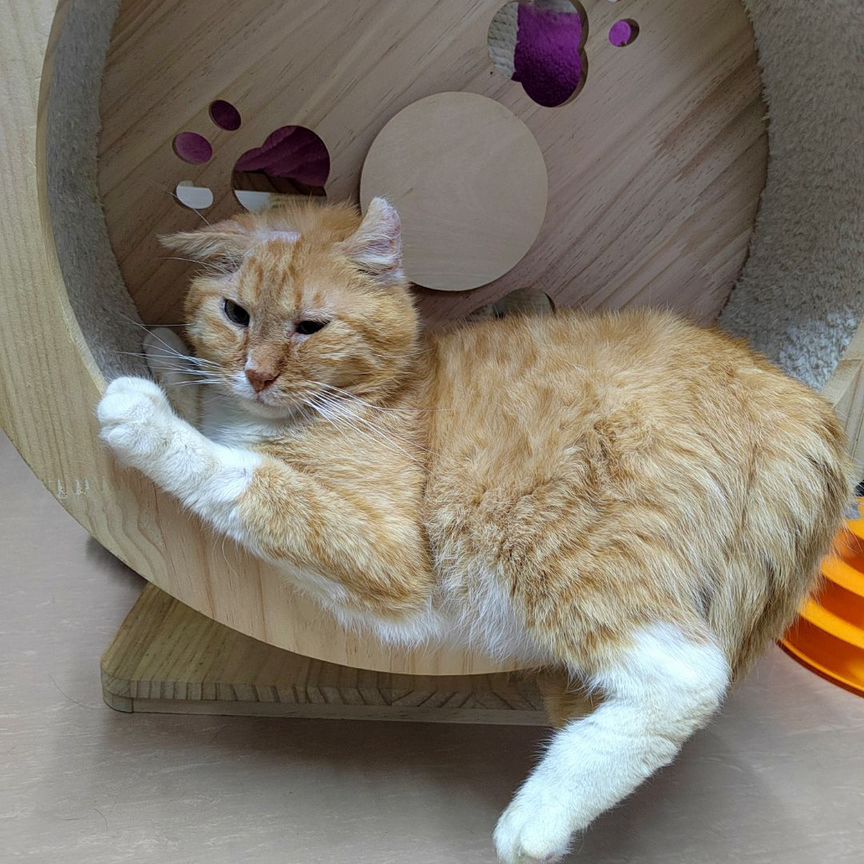 Котик Максюша