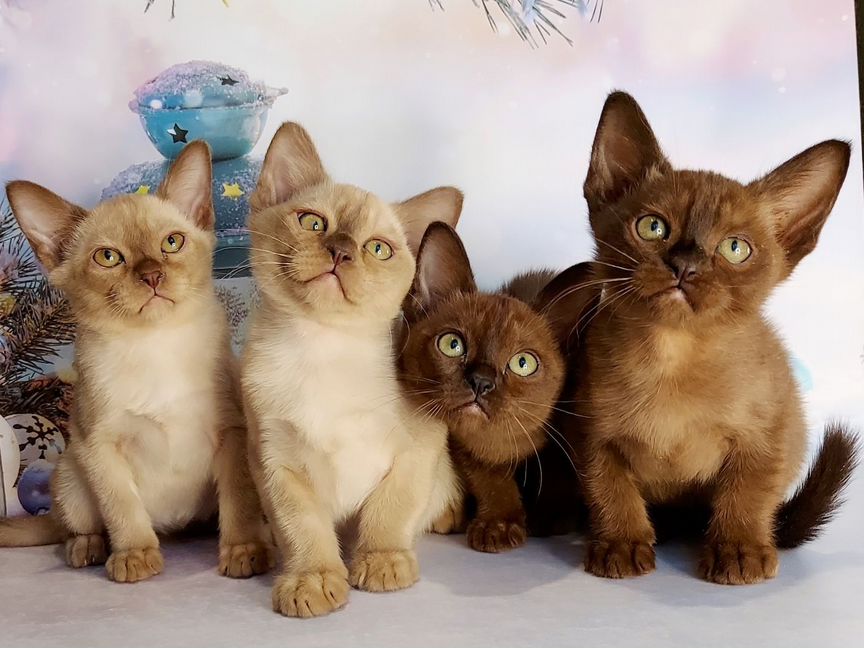 Бурманские плюшки