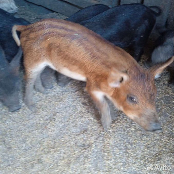 Поросята венгерской мангалицы