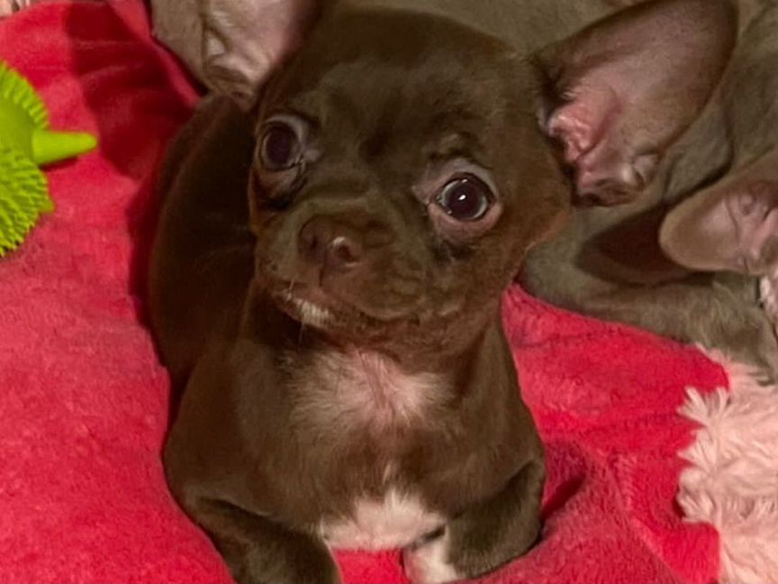 Щенки чихуахуа