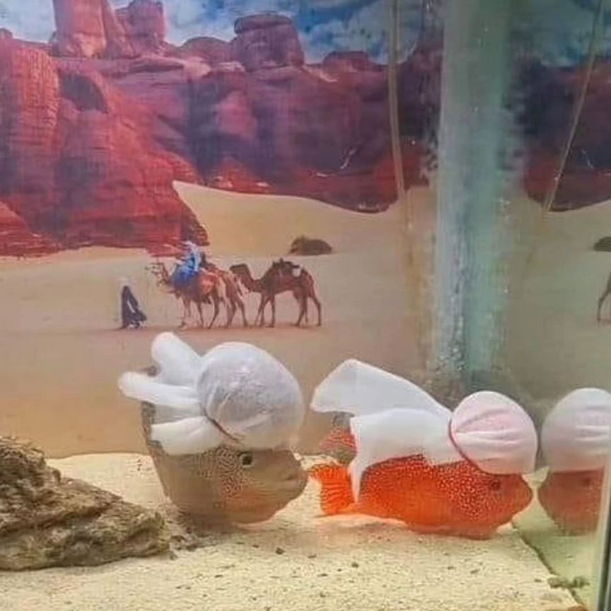 Потерялась собака