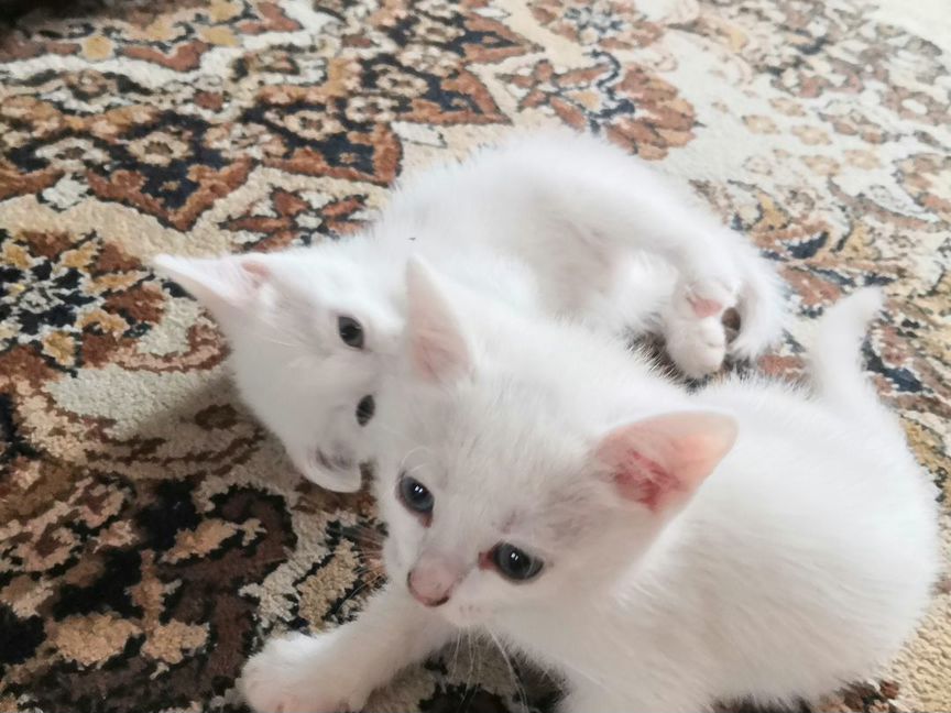 Продам котят