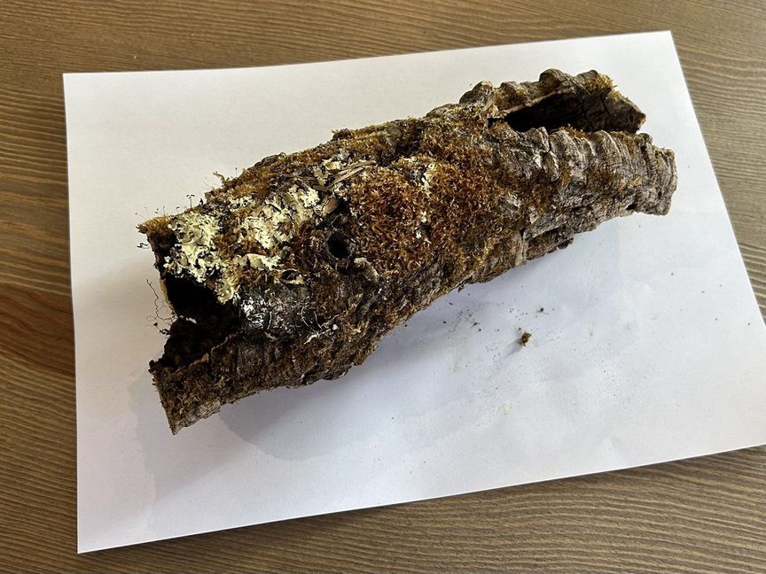 Коряга кора для террариума флорариума