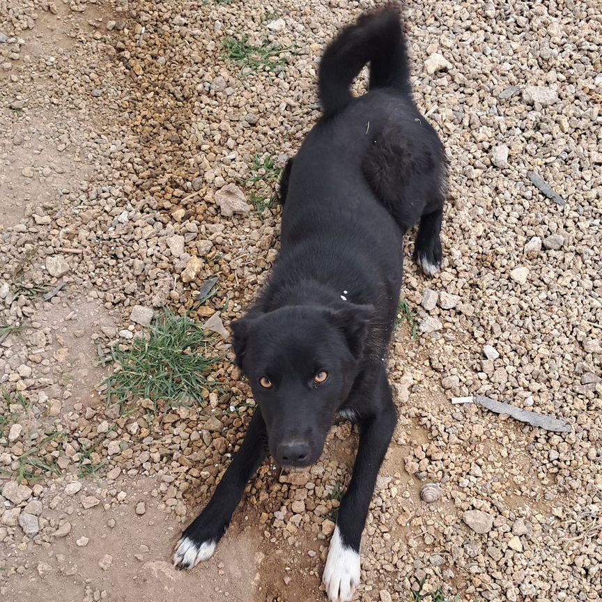 Молодая лайка