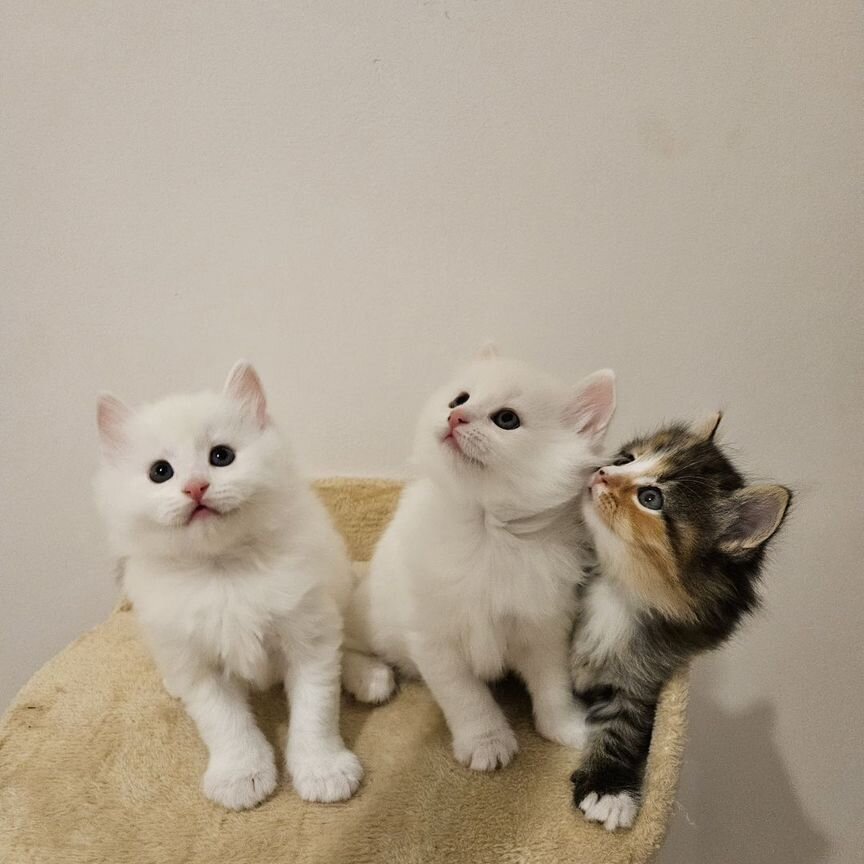 Котята