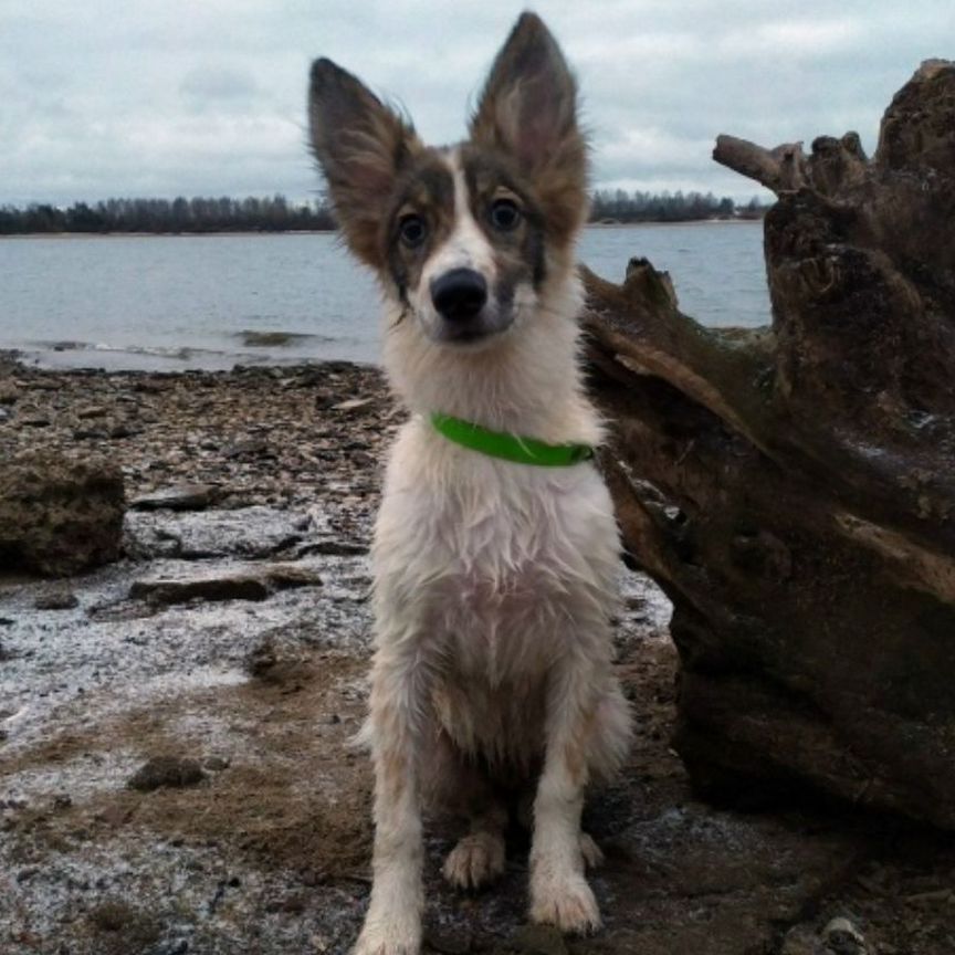 Щенок в добрые руки