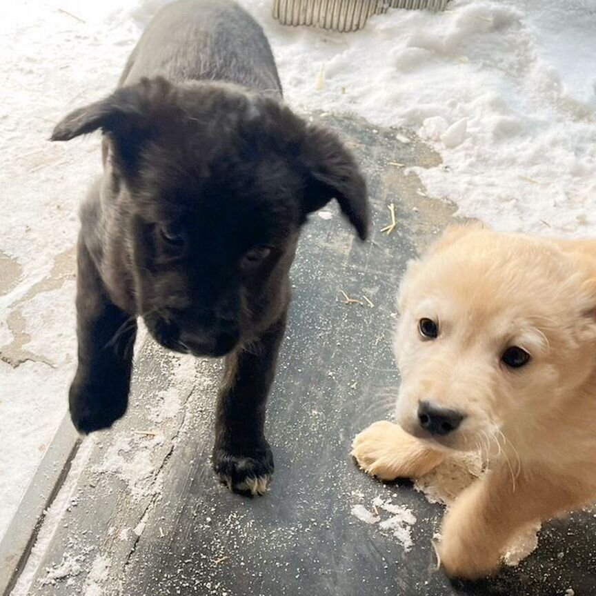 Щенки от русского кокер спаниэля