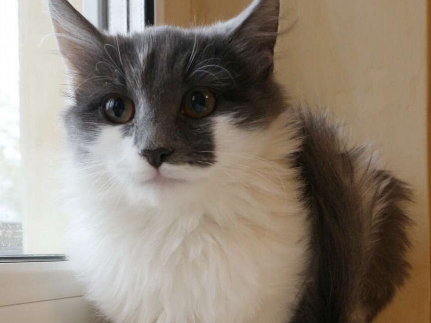 Ищем доброе сердце для котенка-подростка