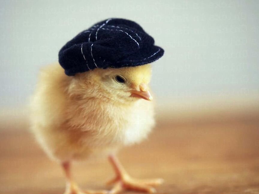 Цыплята бройлеров и несушек: Лом Бр,Д959, Д107 итд