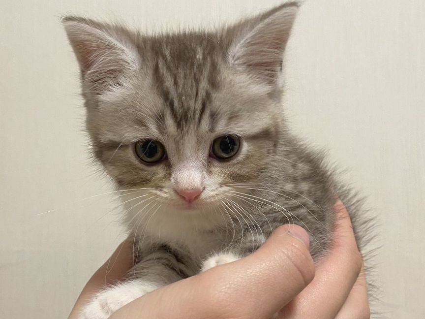 Кошки породистые