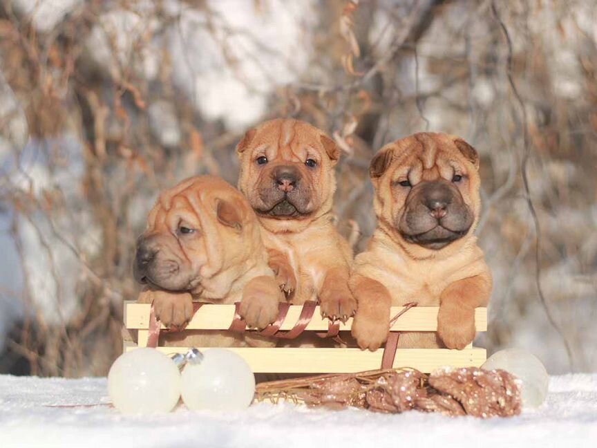 Шарпеи шикарные девочки