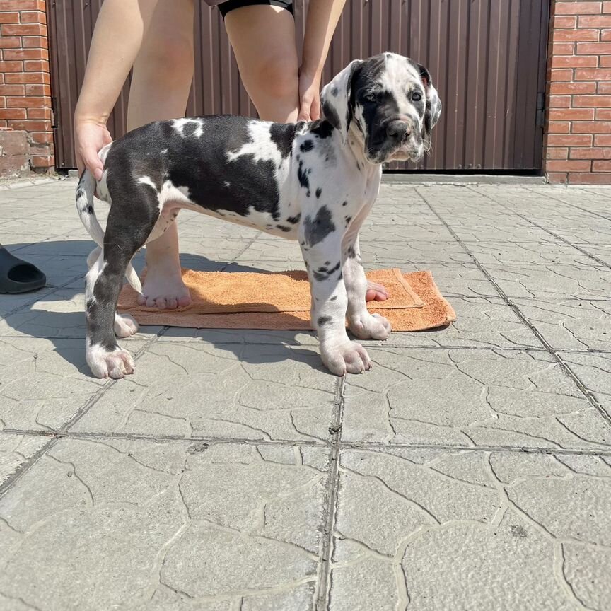 Немецкий дог,мальчик (есть доставка)