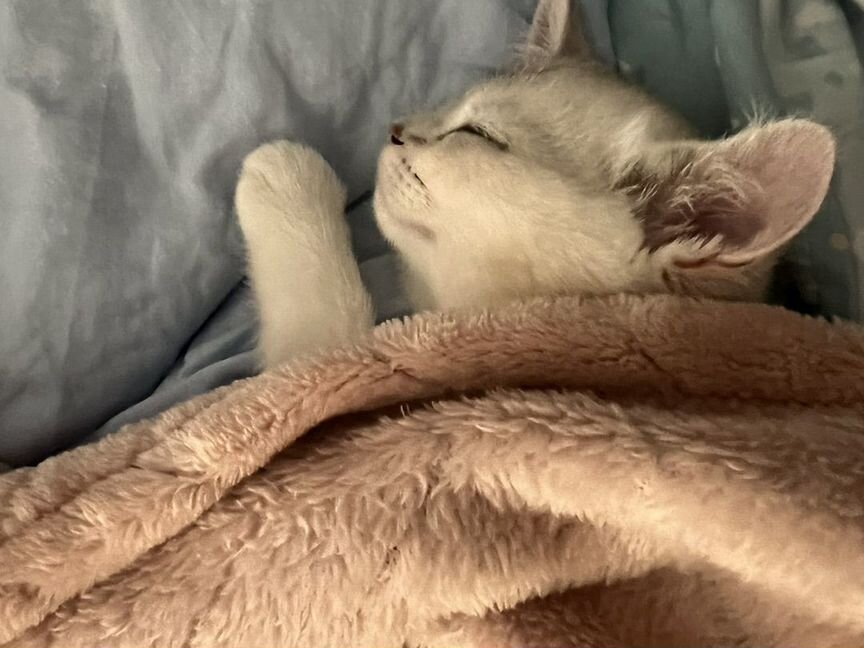 Шотландские золотые шиншиллы котята