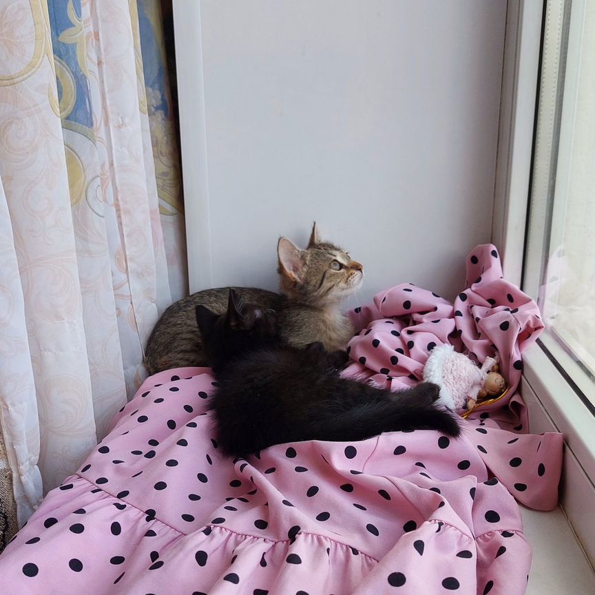 Машуля котенок девочка