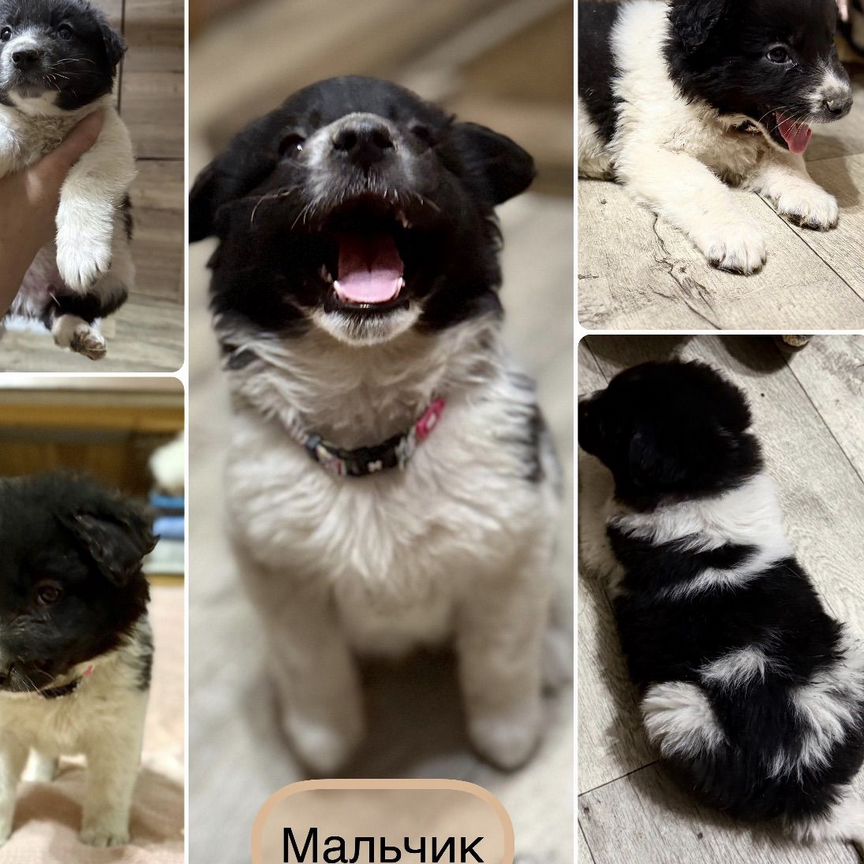 Щенок в добрые руки