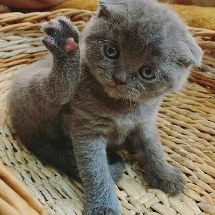 Шотландские вислоухие котята