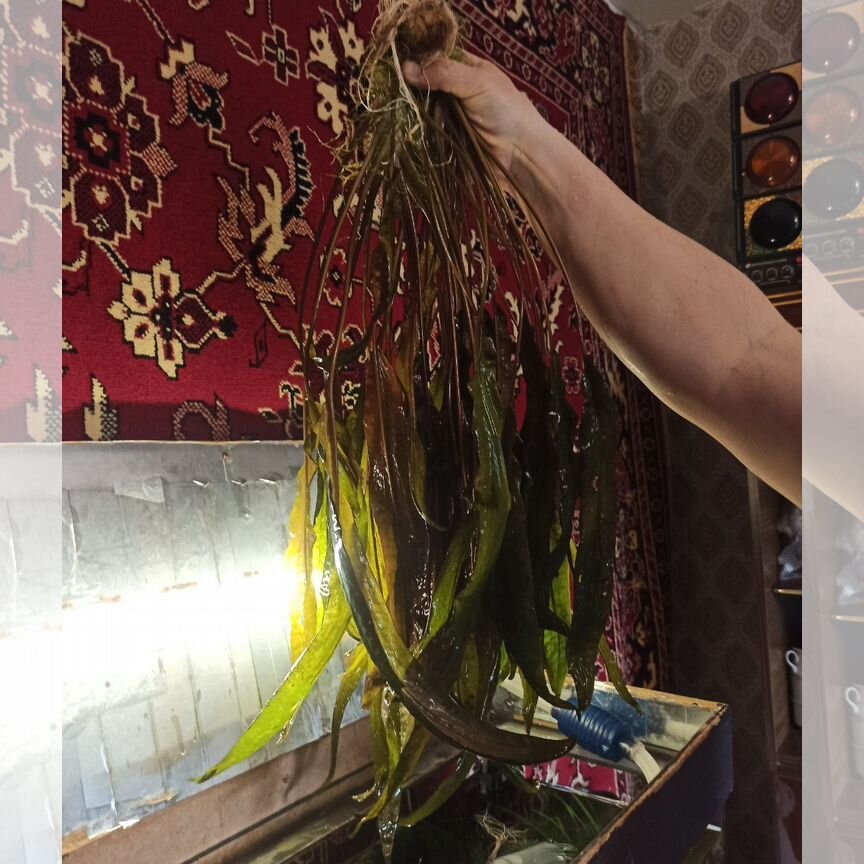 Огромная криптокорина