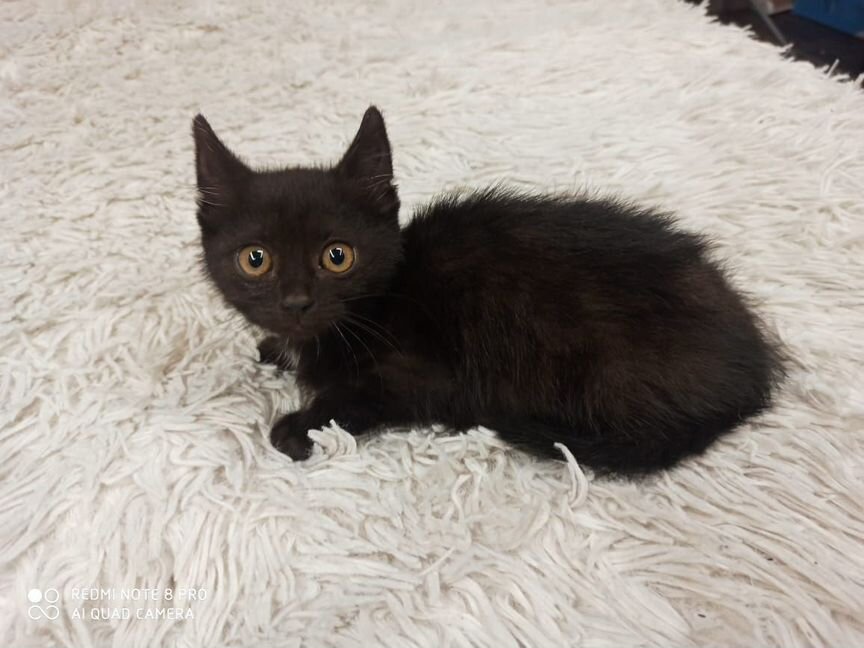 Котенок в добрые руки