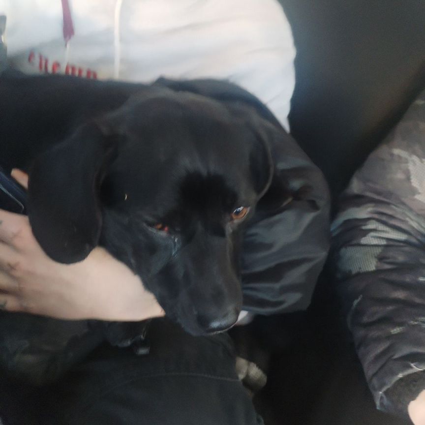 Отдам лабрадора