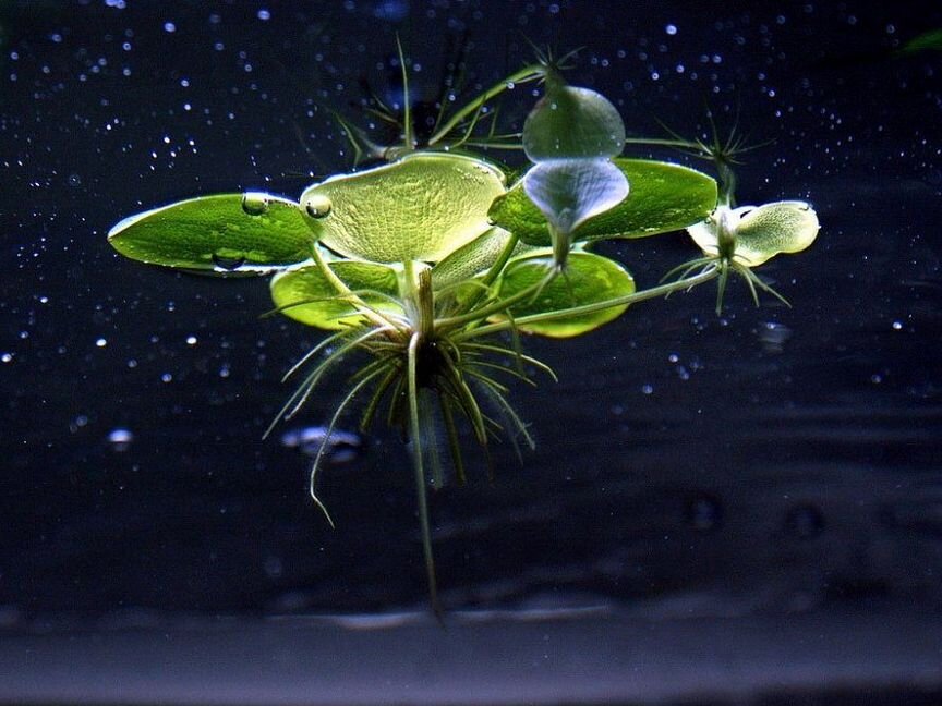 Аквариумные растения, (Роголистник зеленый, Пистия