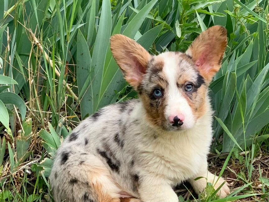 Голубоглазый малыш корги Руфус ждет свою семью