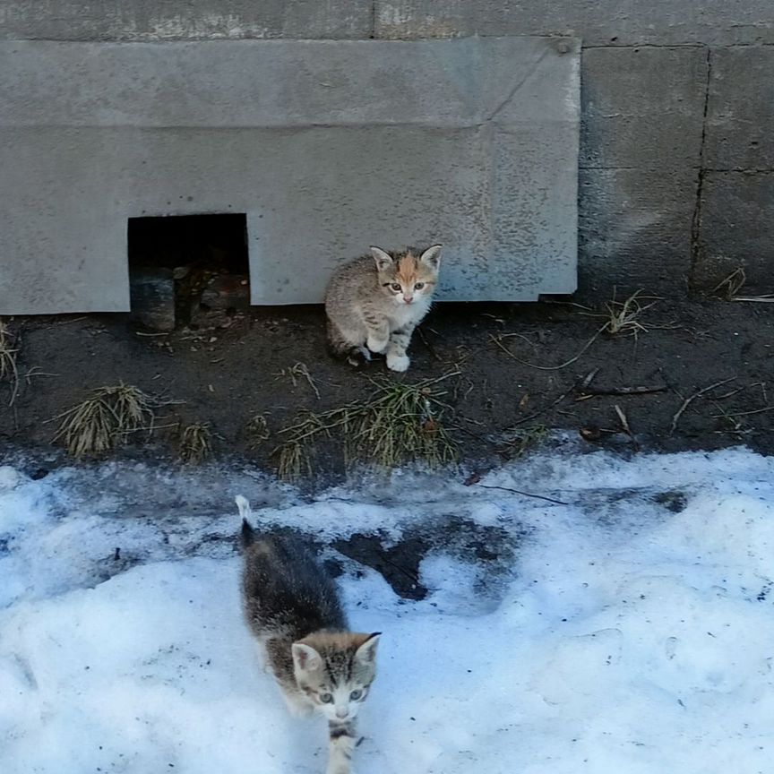 Котята в добрые руки