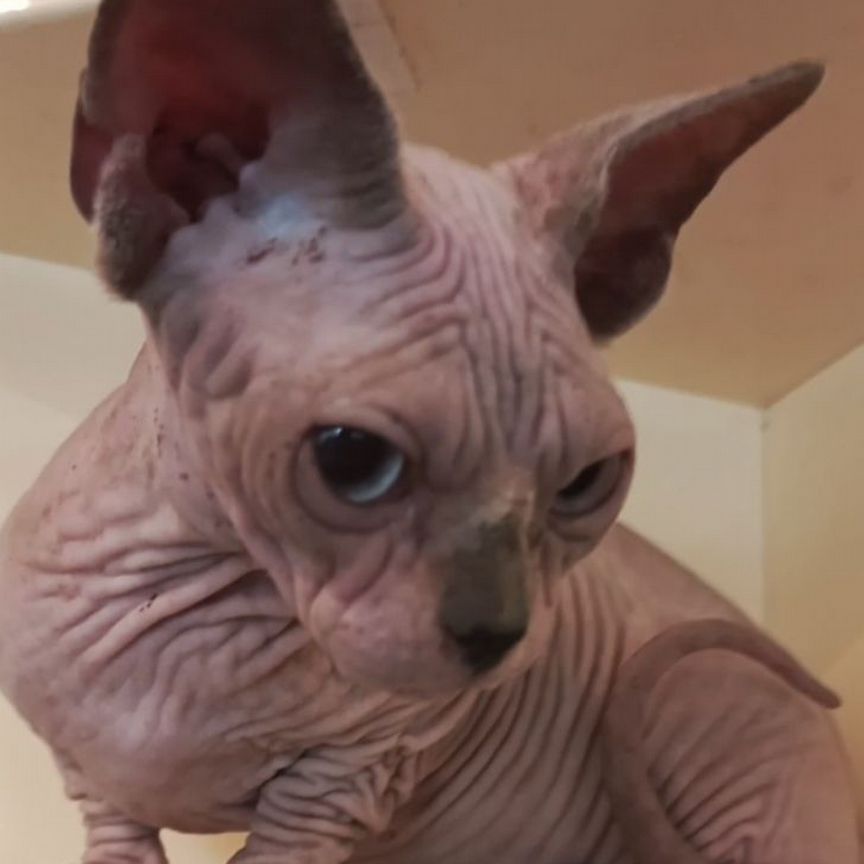 Канадский сфинкс