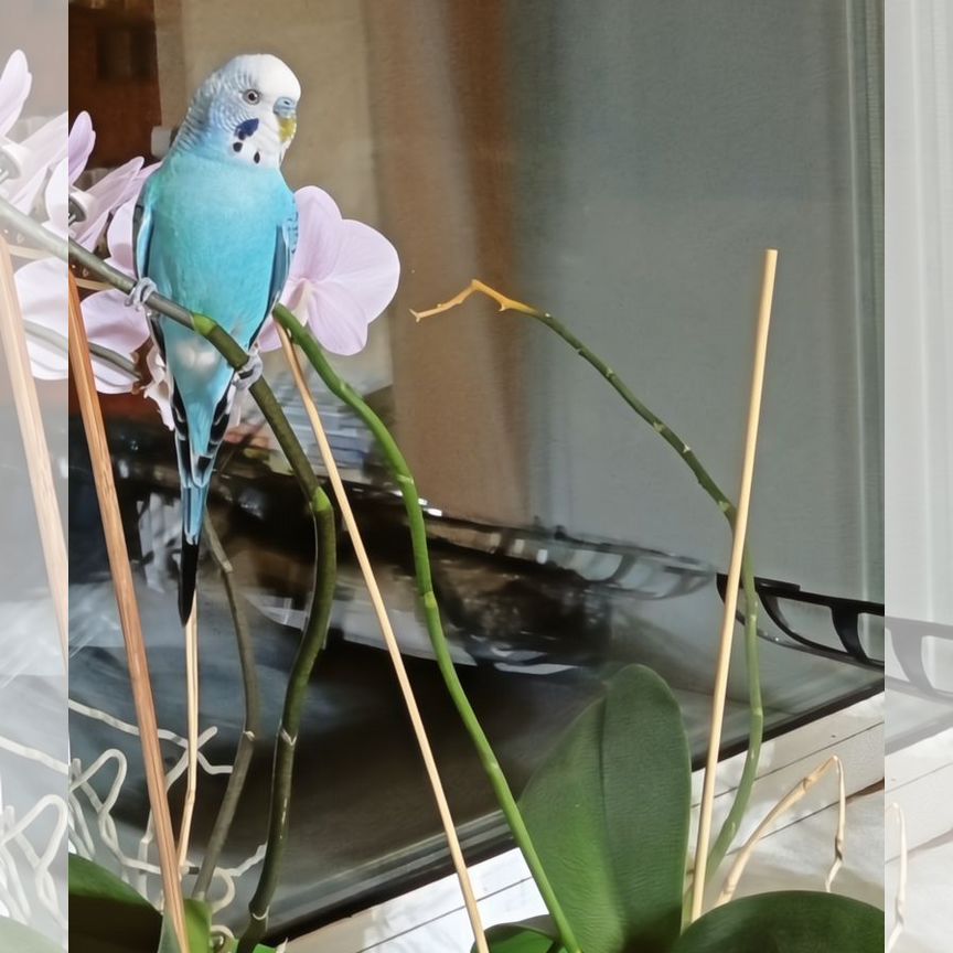 Волнистый попугай самец взрослый